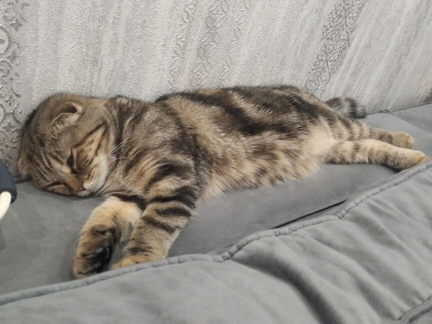 Породистые большие кошки