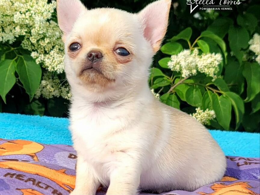 Чихуахуа мини девочка