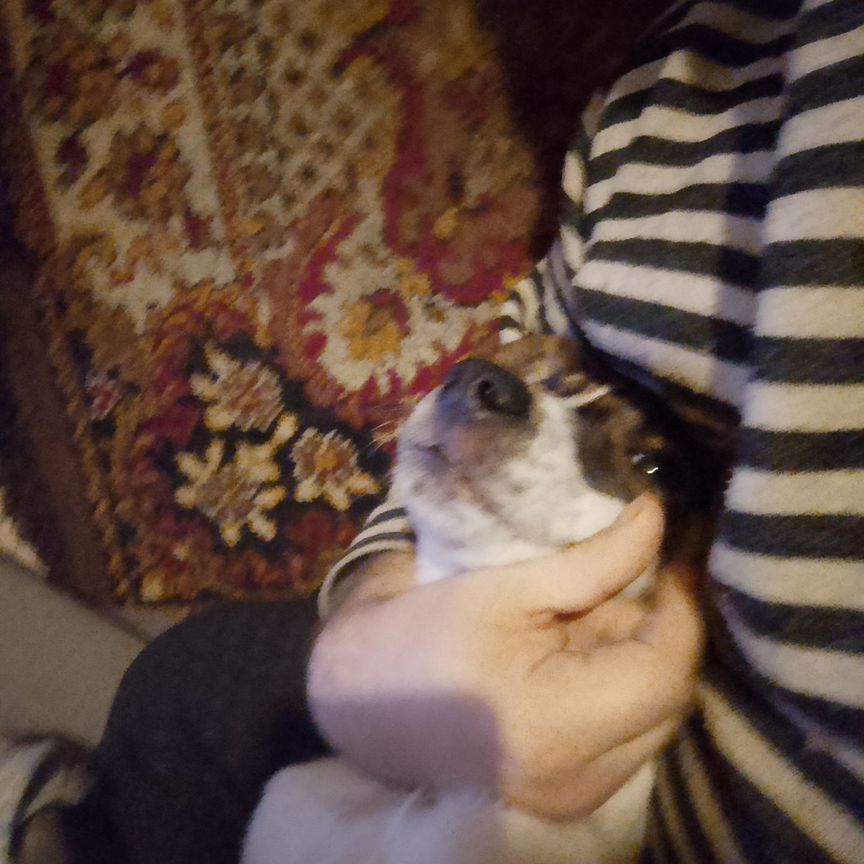 Метис джек рассела