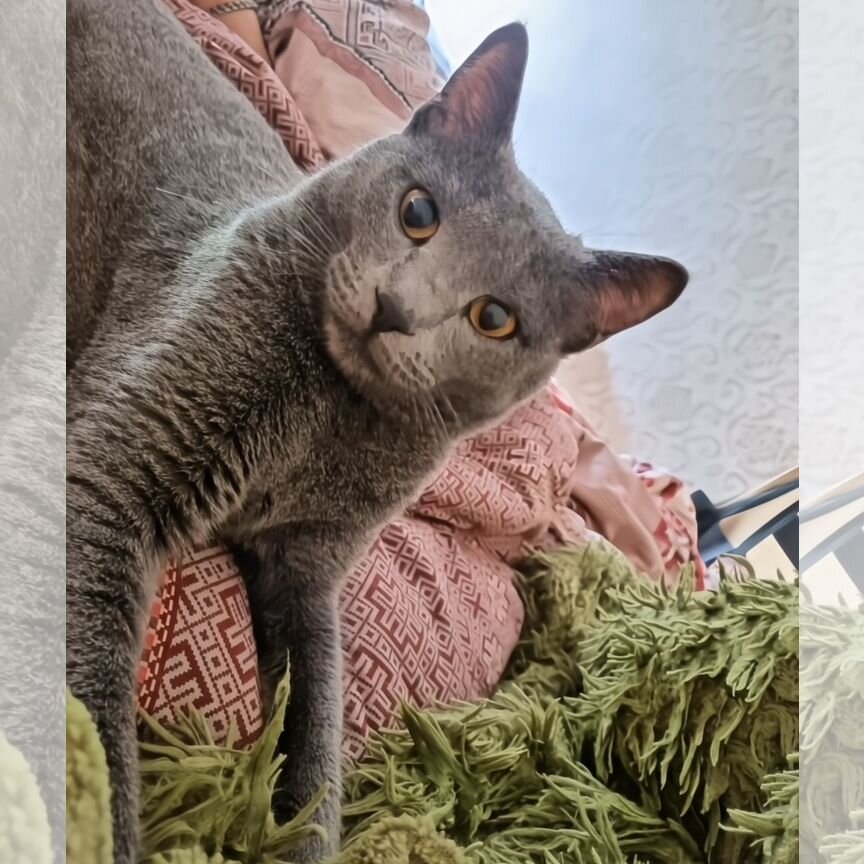 Взрослый кот в добрые руки