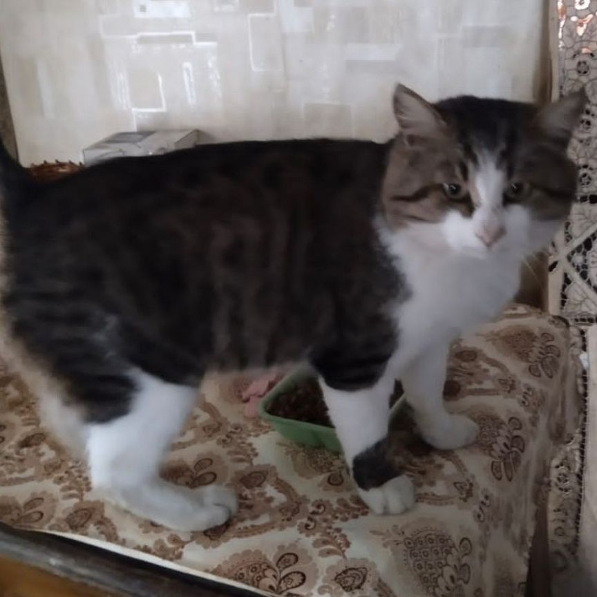 Египетская мау, взрослый кот