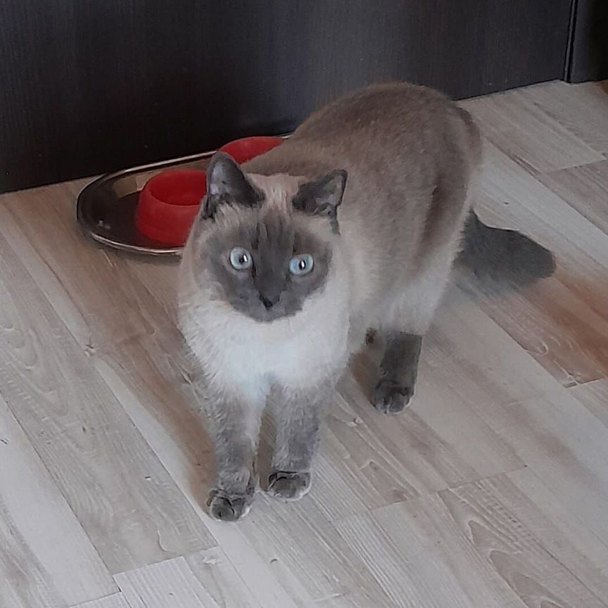 Кошка в дар бесплатно