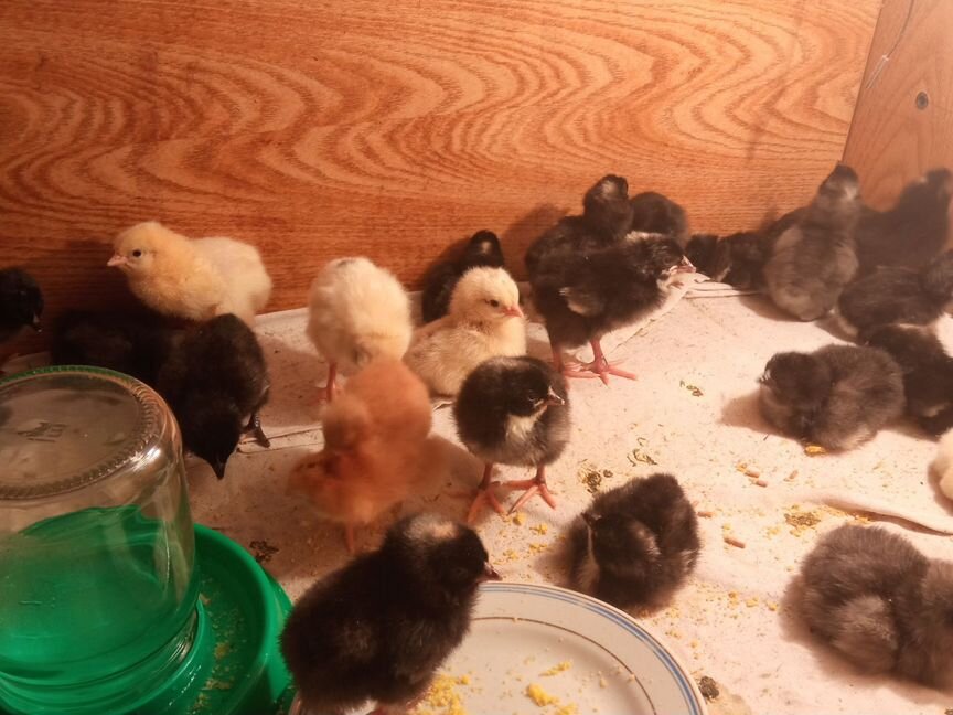 Цыплята суточные несушки