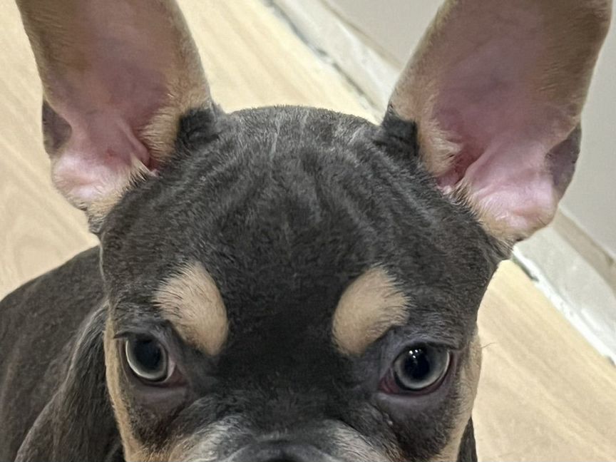 Французский бульдог щенок мальчик