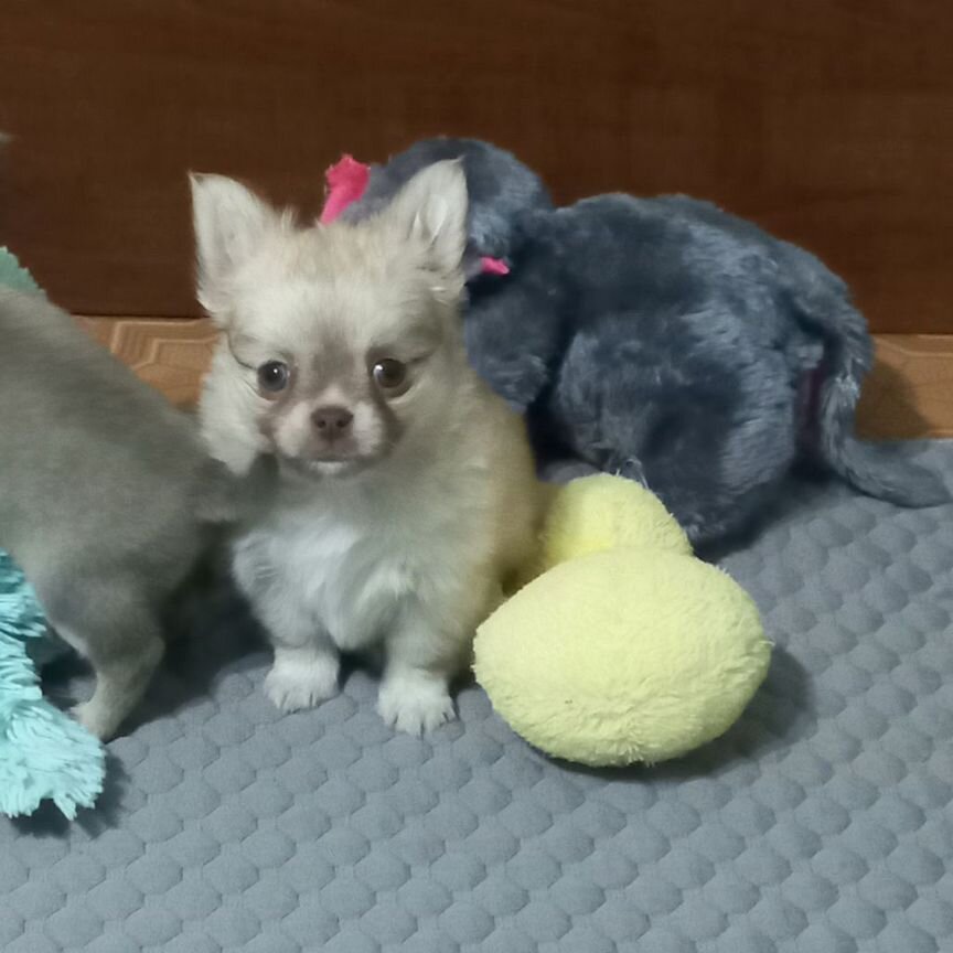 Чихуахуа, щенок