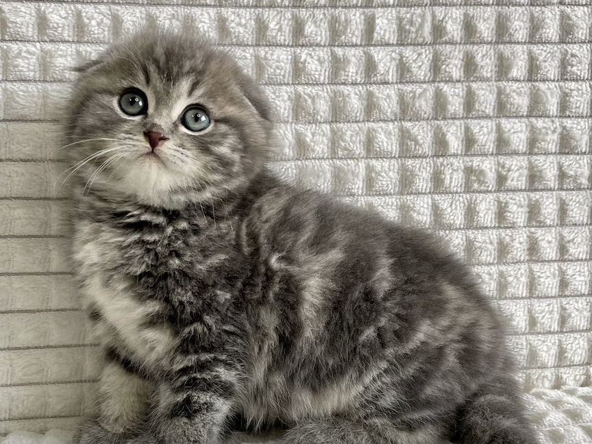 Шотландские вислоухие котята