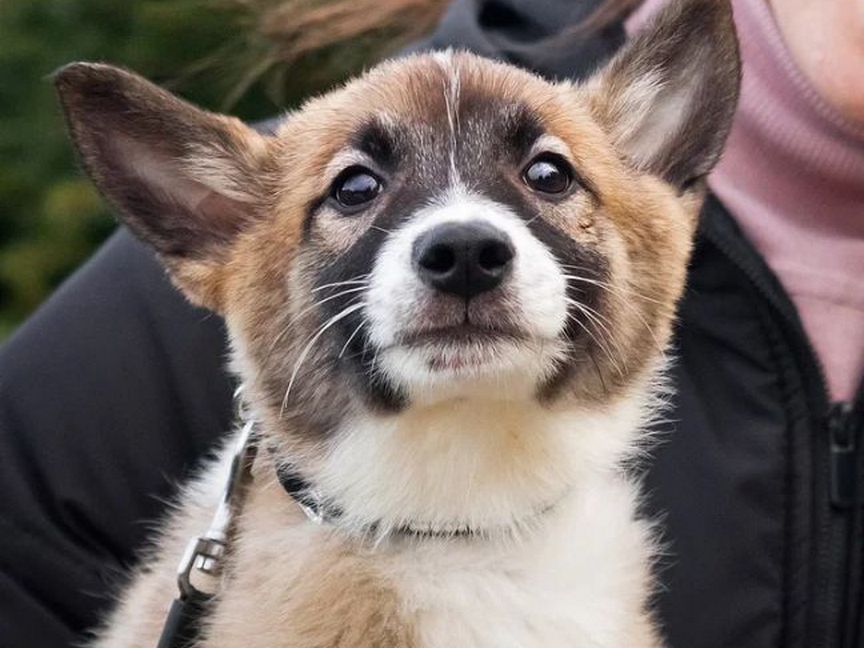 Одри, щенок