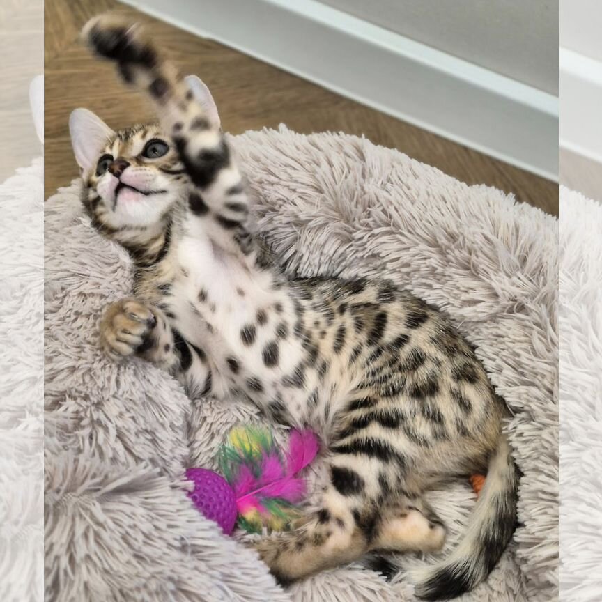 Бенгальская кошка в добрые руки