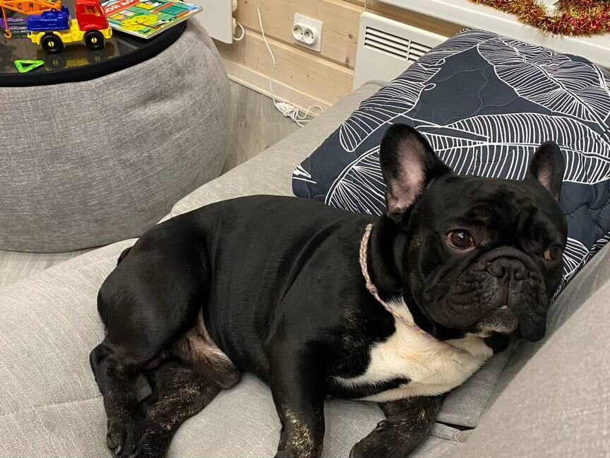 Вязка французский бульдог