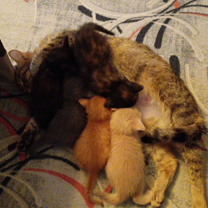 Котёнок в добрые руки