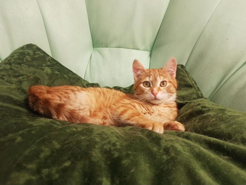 Котята мальчики