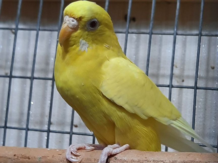 Волнистый попугай самка