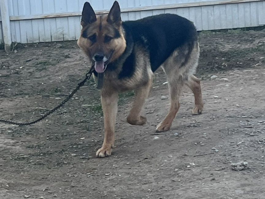 Немецкая овчарка (чистокровные )