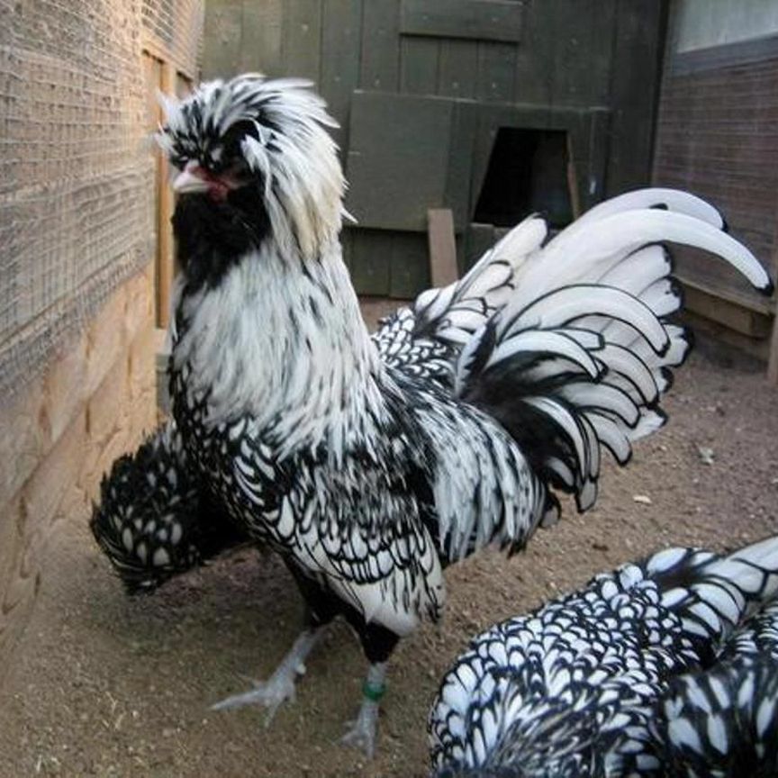 Цыплята суточные Павловское Серебро