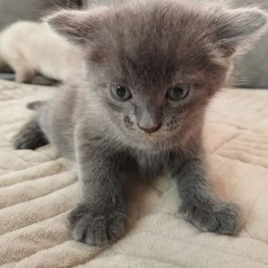 Тайский котёнок