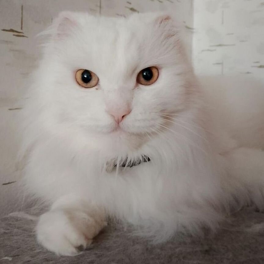 Кот