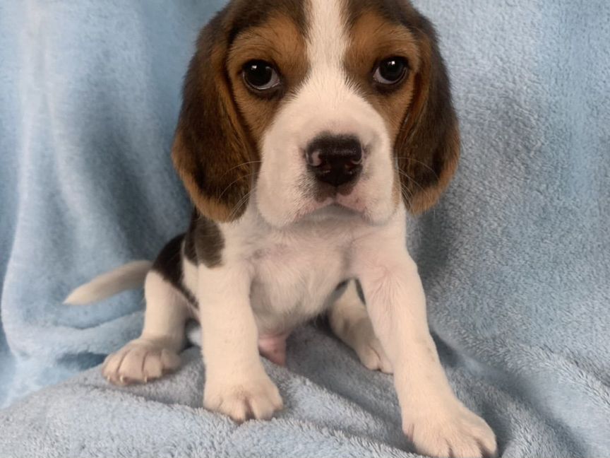 Щенки бигль