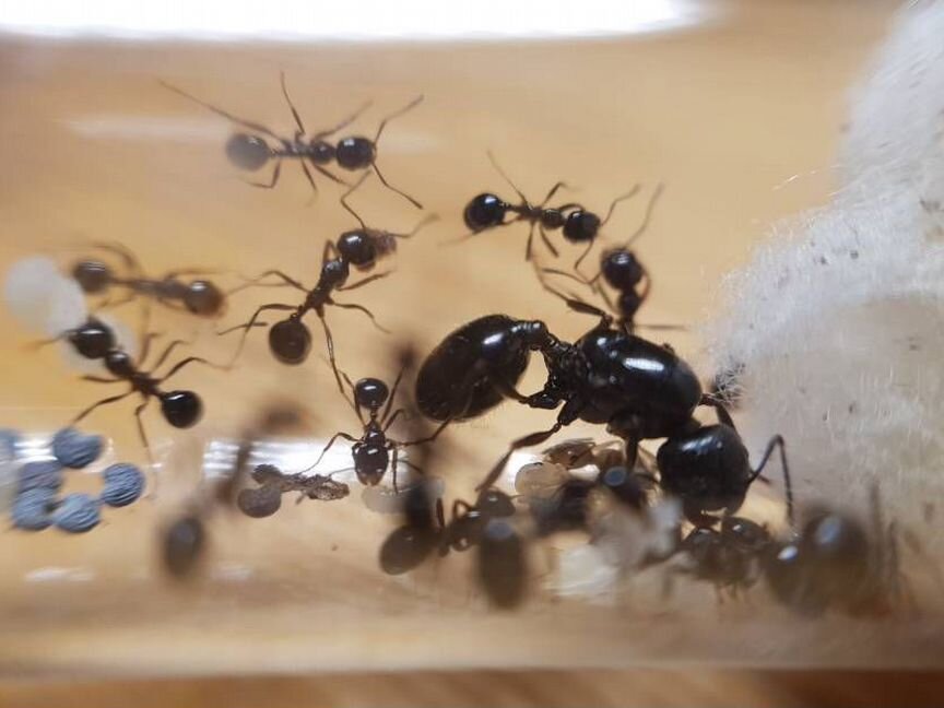 Муравьи жнецы для фермы