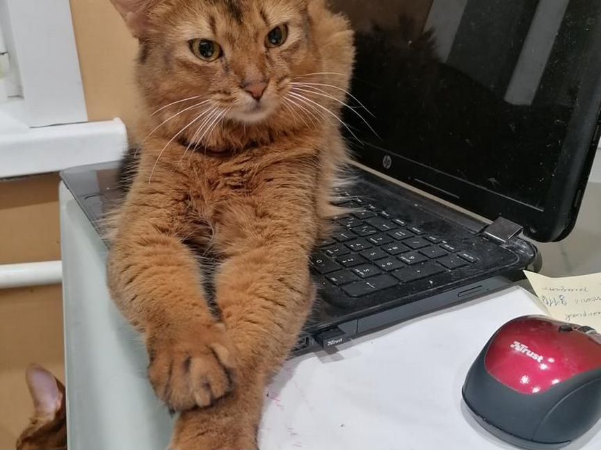 Кошка сомали