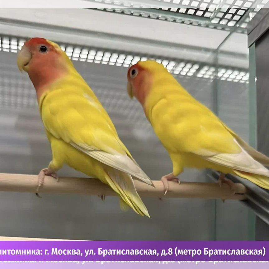 Попугай Неразлучник