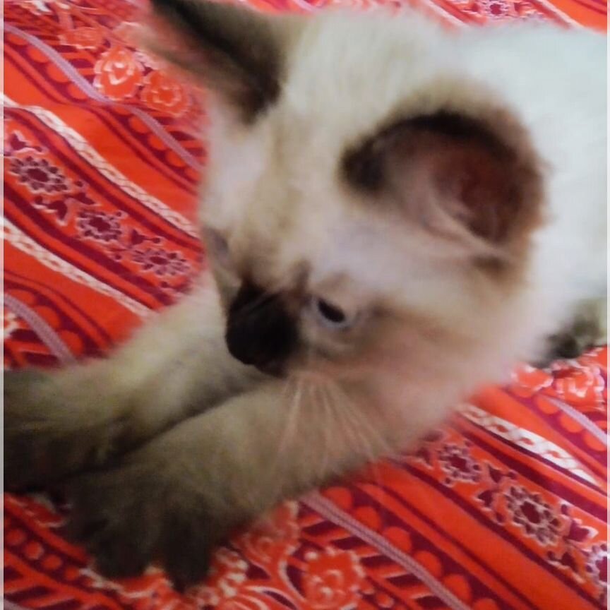 Котёнок в добрые руки