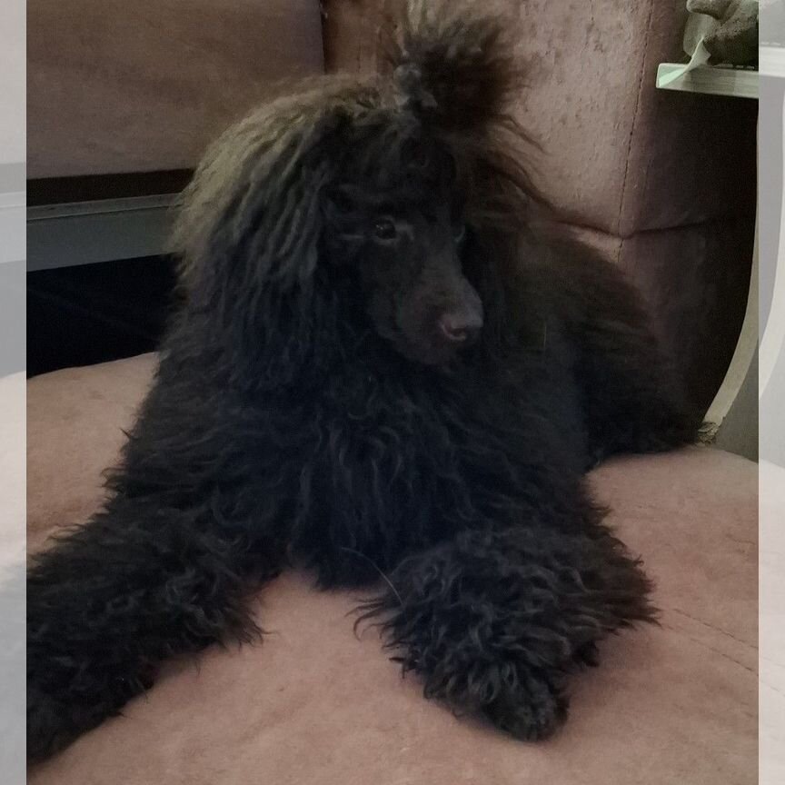 Той-пудель, взрослая собака