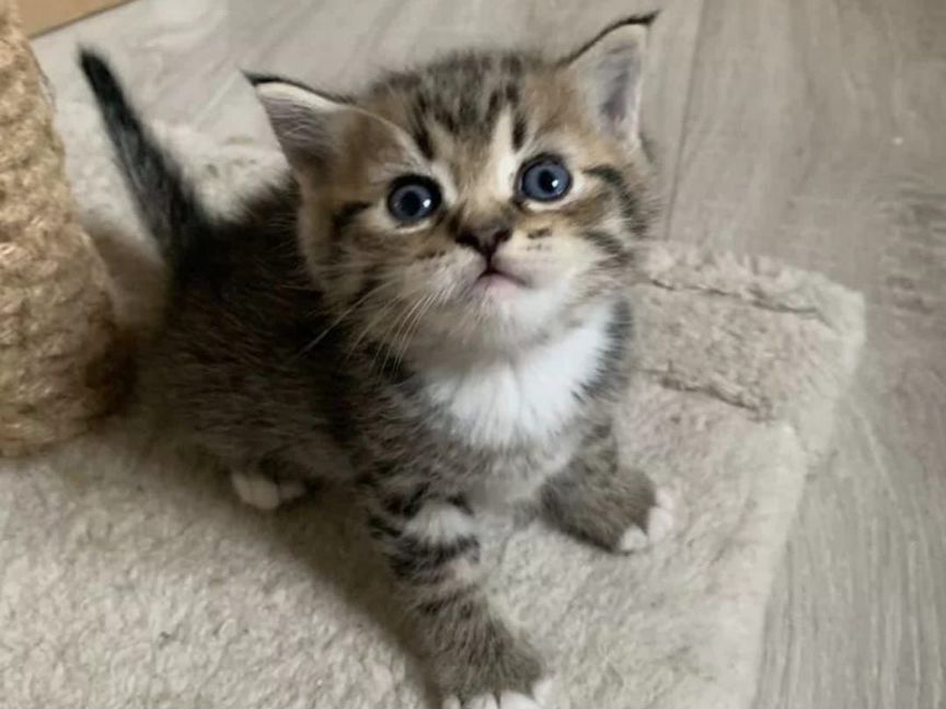 Британская девчулька
