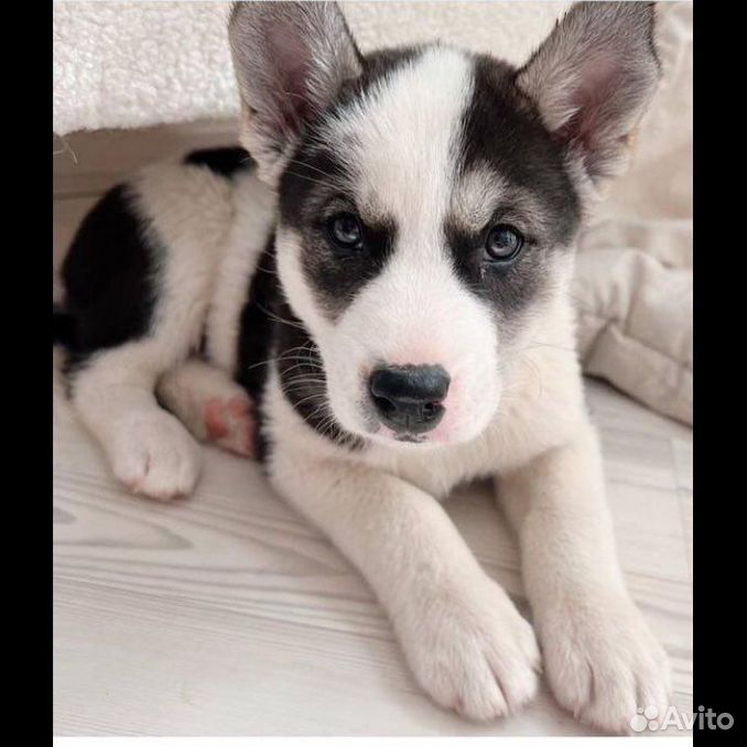 Собака в добрые руки (щенок, отдам даром)