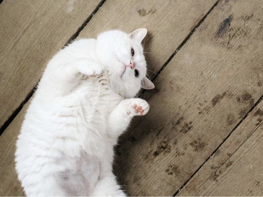 Особенный котик в добрые руки бесплатно