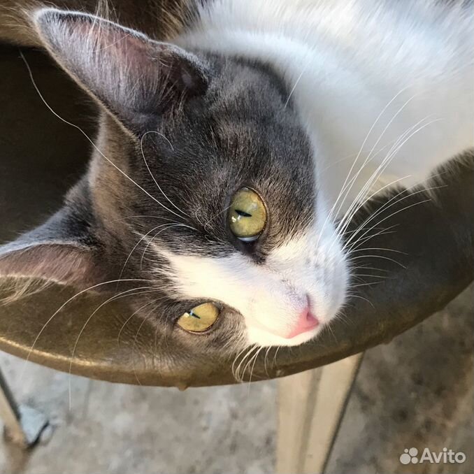 Кошечка-милашечка