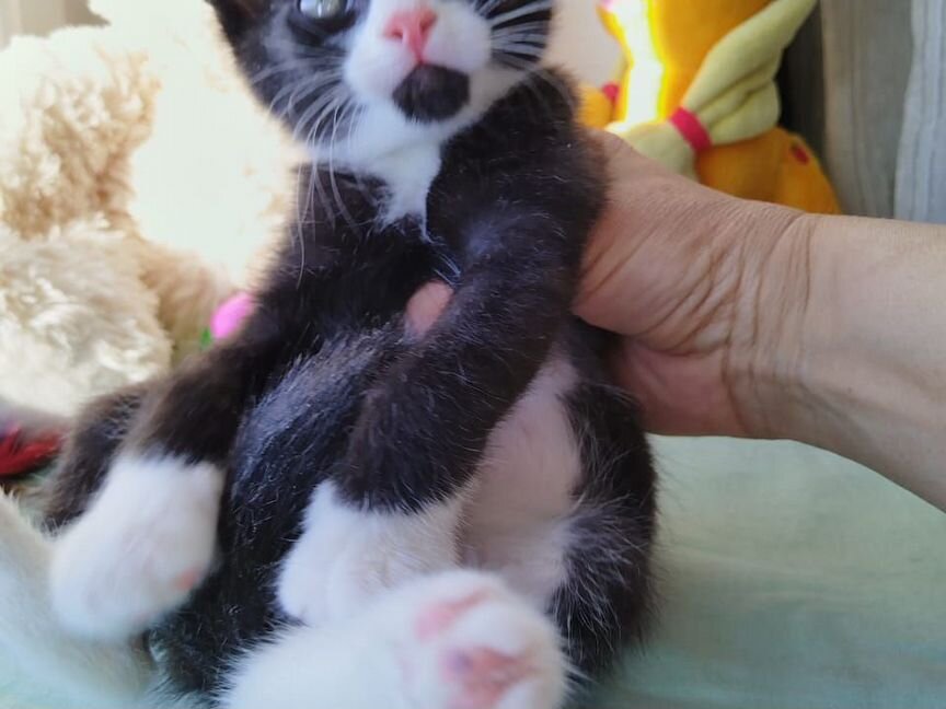 Котенок мальчик