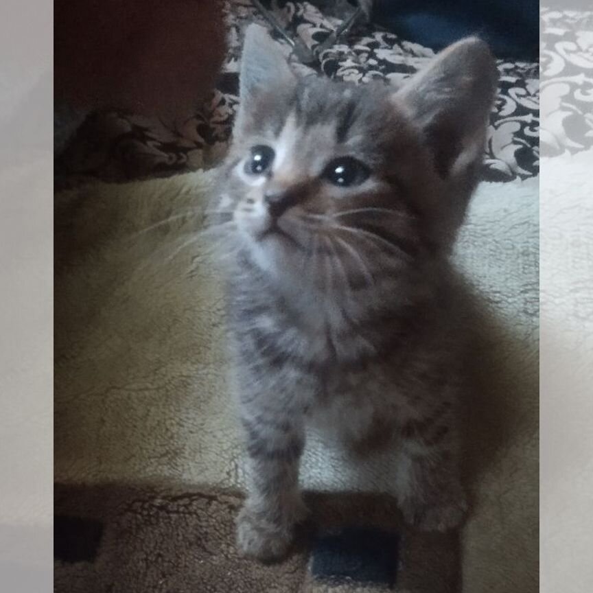Котики в добрые руки