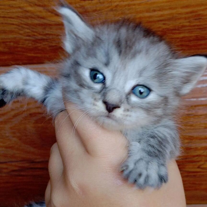 Котёнок в добрые руки