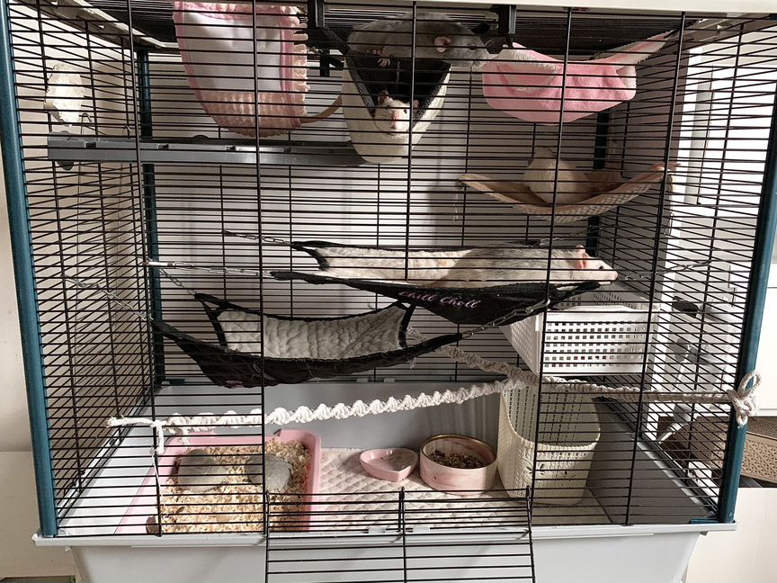 Клетка для грызунов ferplast