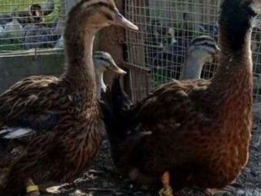 Утки Руанскии