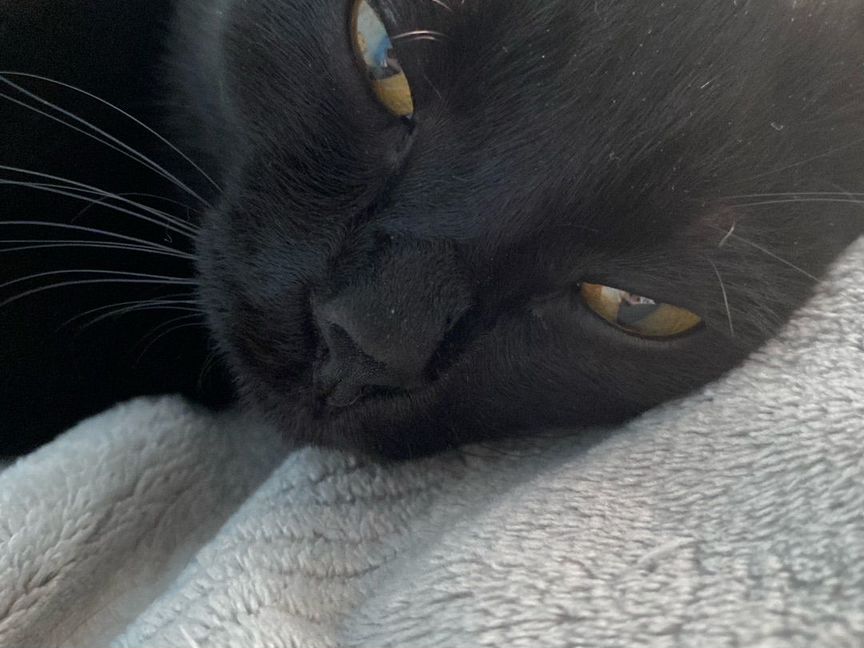 Кот б/у