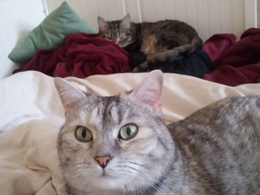 Кошка