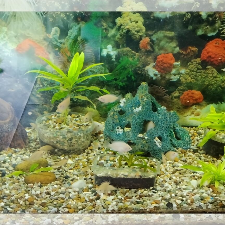 Цихлазома "Розовый фламинго" молодь 1 - 3 см