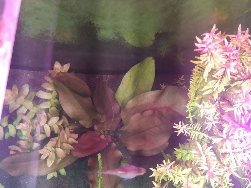 Кринум, эхинодорус рубин