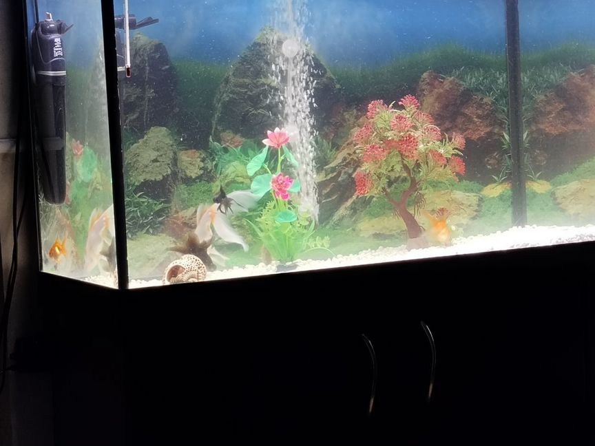 Аквариум