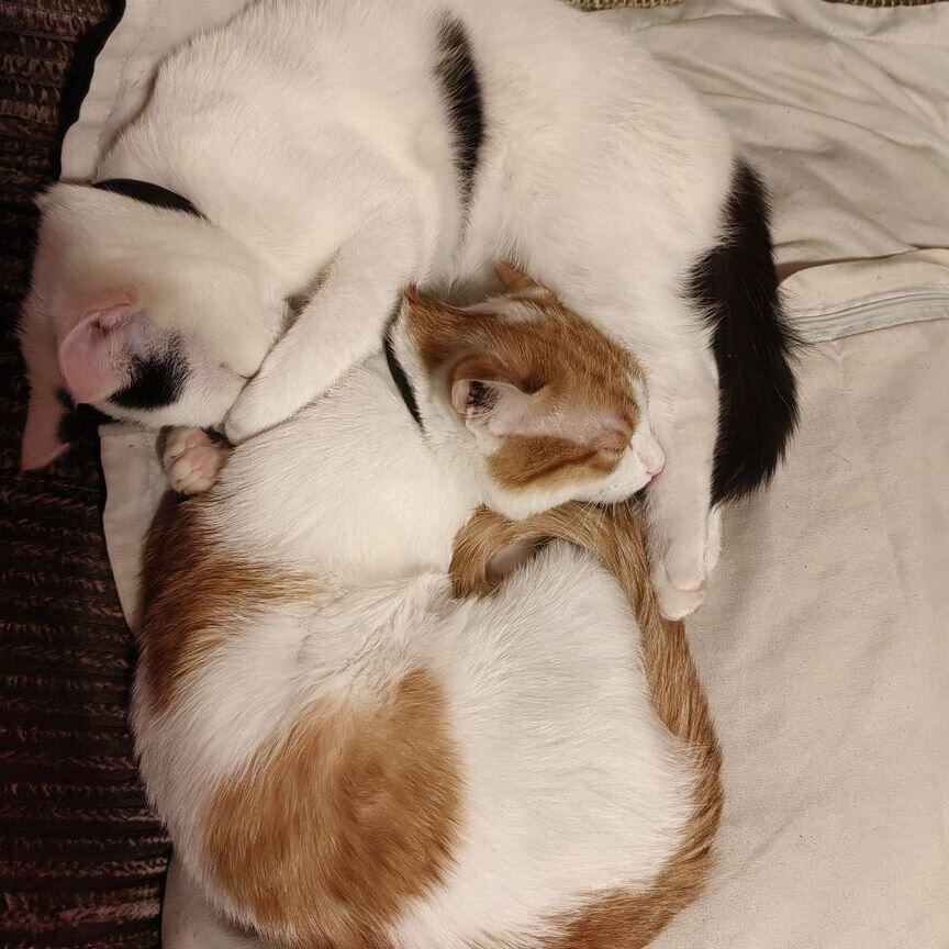 Котята 4 мес