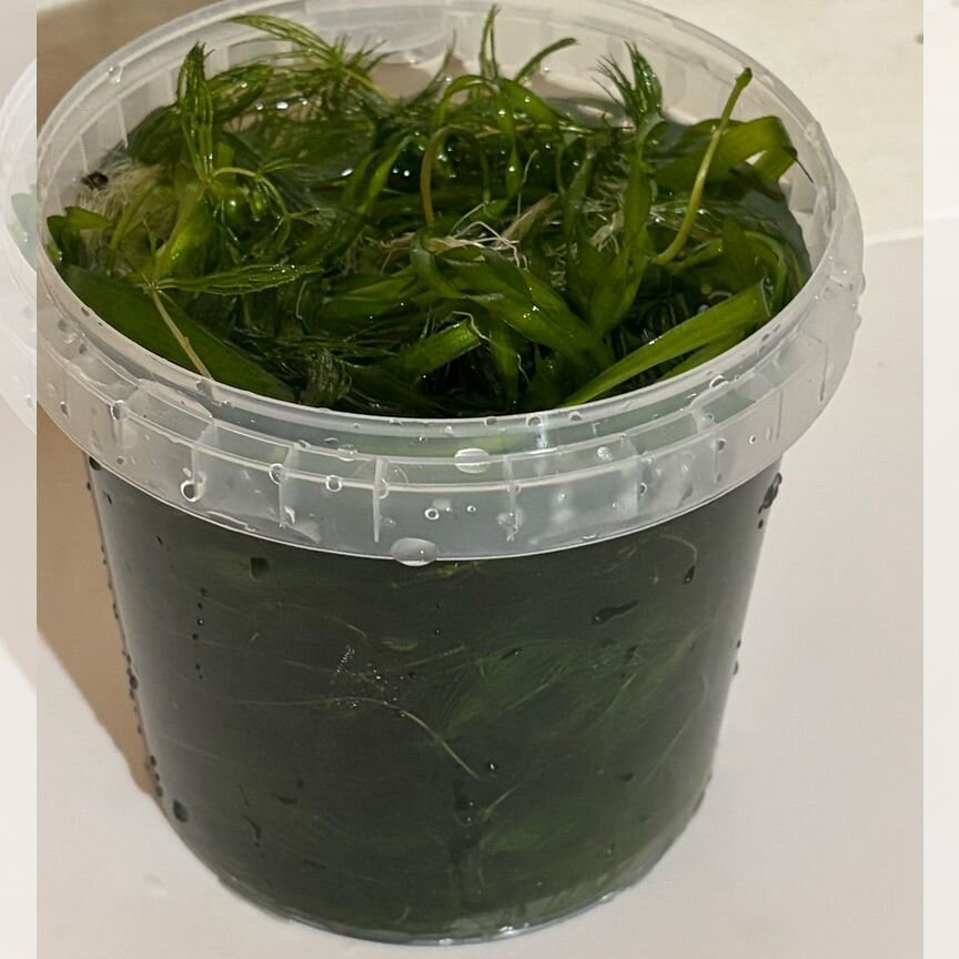 Аквариумная прополка