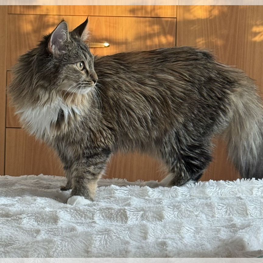 Мейн-кун котёнок