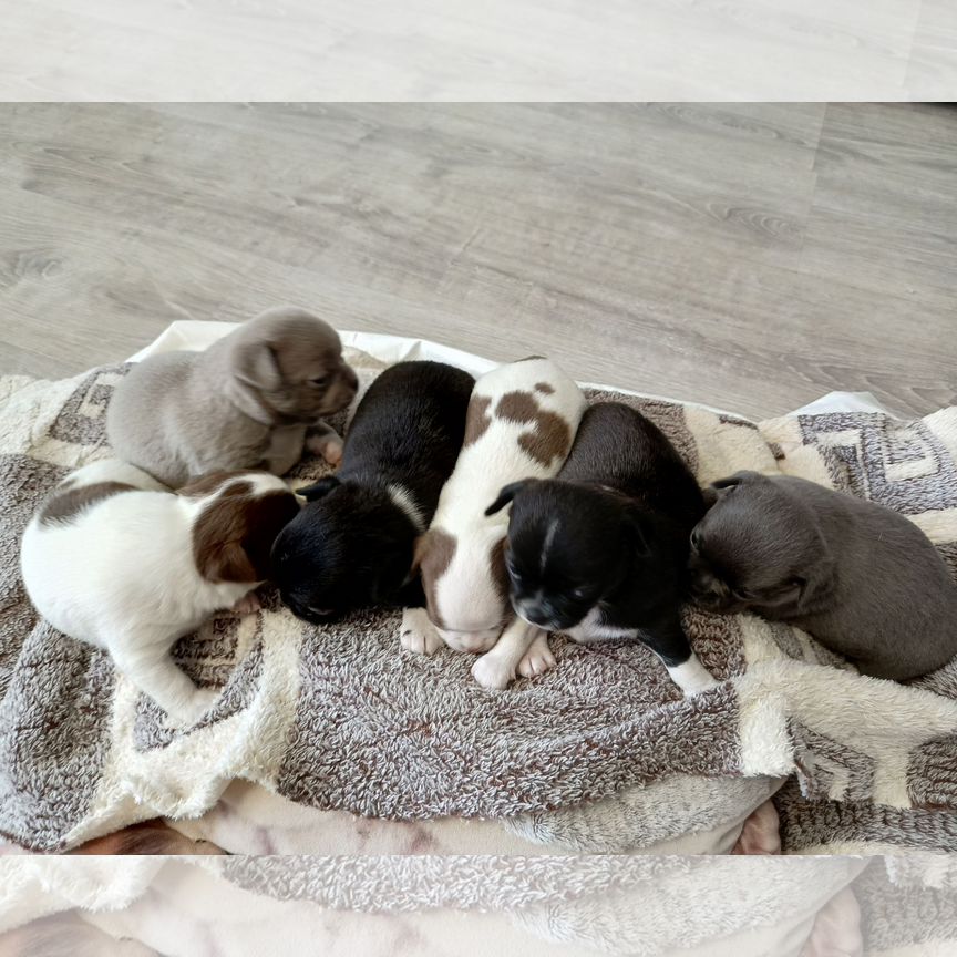 Щенки чихуахуа под резерв