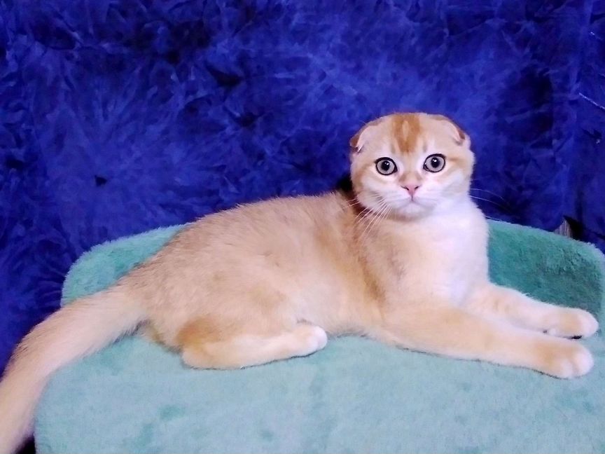 Золотая шиншилла с родословной