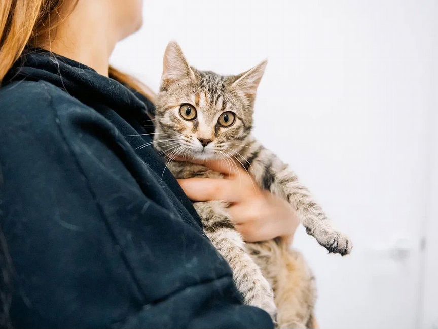 Кошечка из приюта в добрые руки бесплатно