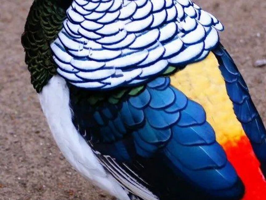 Продажа фазанов