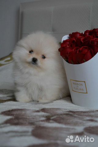 Померанский шпиц щенки