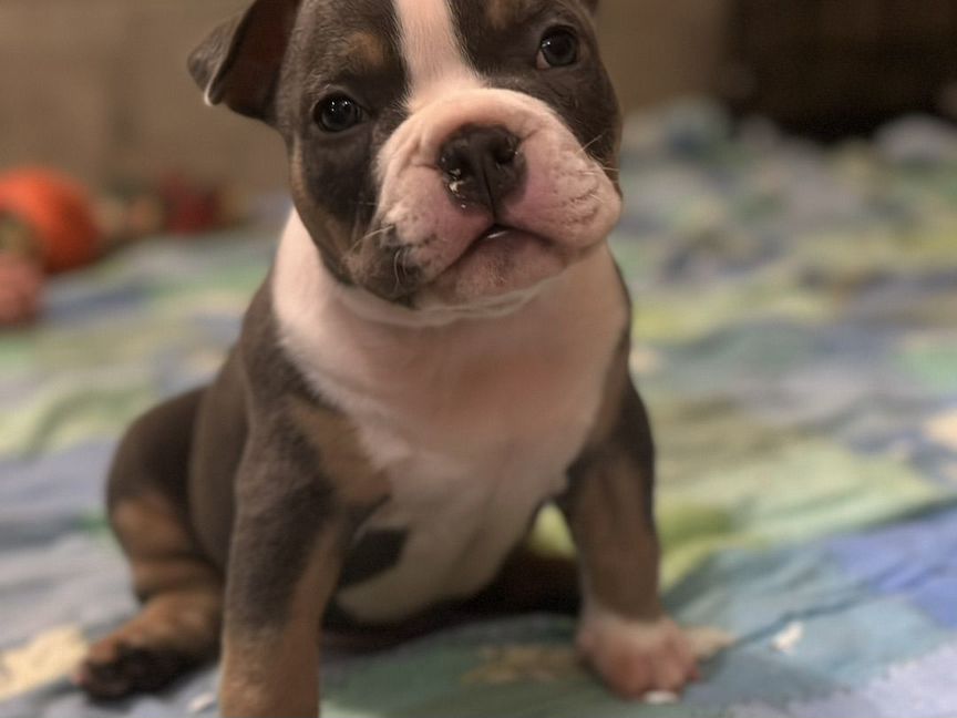 Американский булли