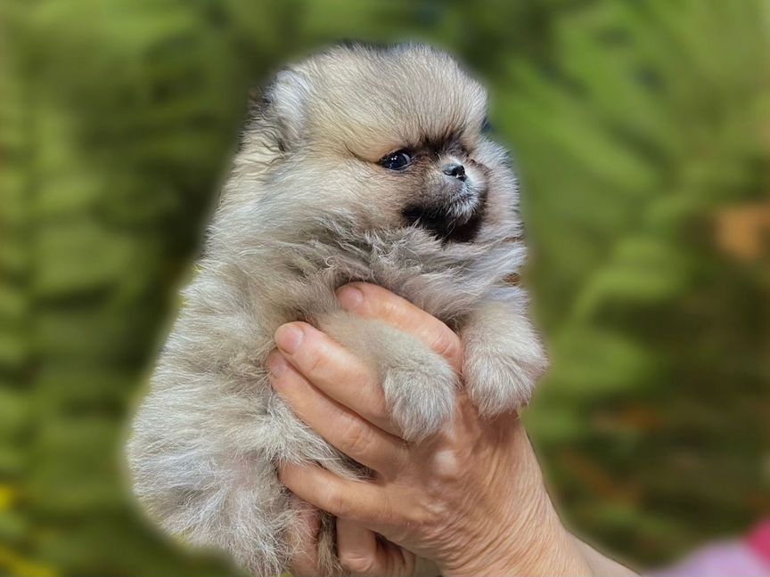 Померанский шпиц девочки